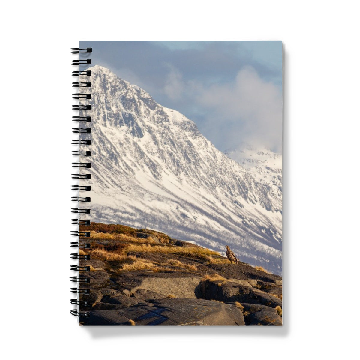 A white-tailed eagle in the Arctic spring - Notebook – Grasshopper ...